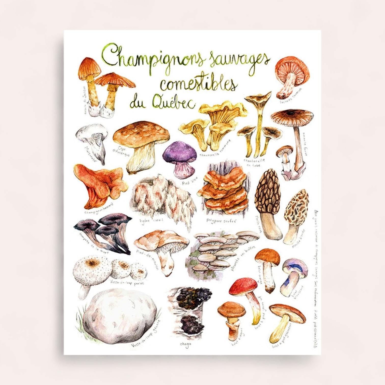 Affiche - Champignons sauvages comestibles du Québec – DDD - Dédié au ...